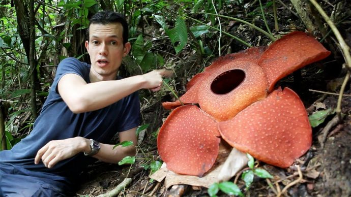 6 Tempat Wisata Untuk Melihat Bunga Rafflesia - Bakpia Mutiara Jogja